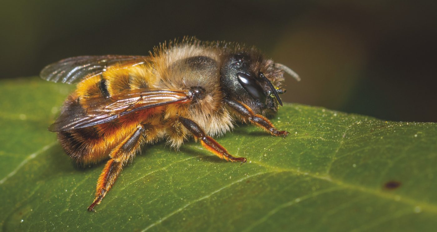 Designing Pollinator-Friendly Urban Landscape | wienerberger UK