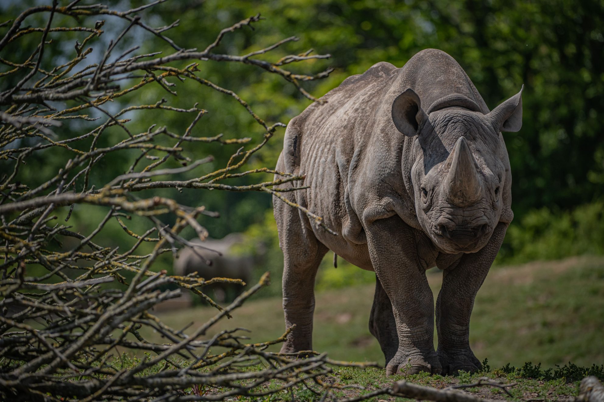 Supporting Chester Zoo’s Groundbreaking Heart of Africa | wienerberger UK
