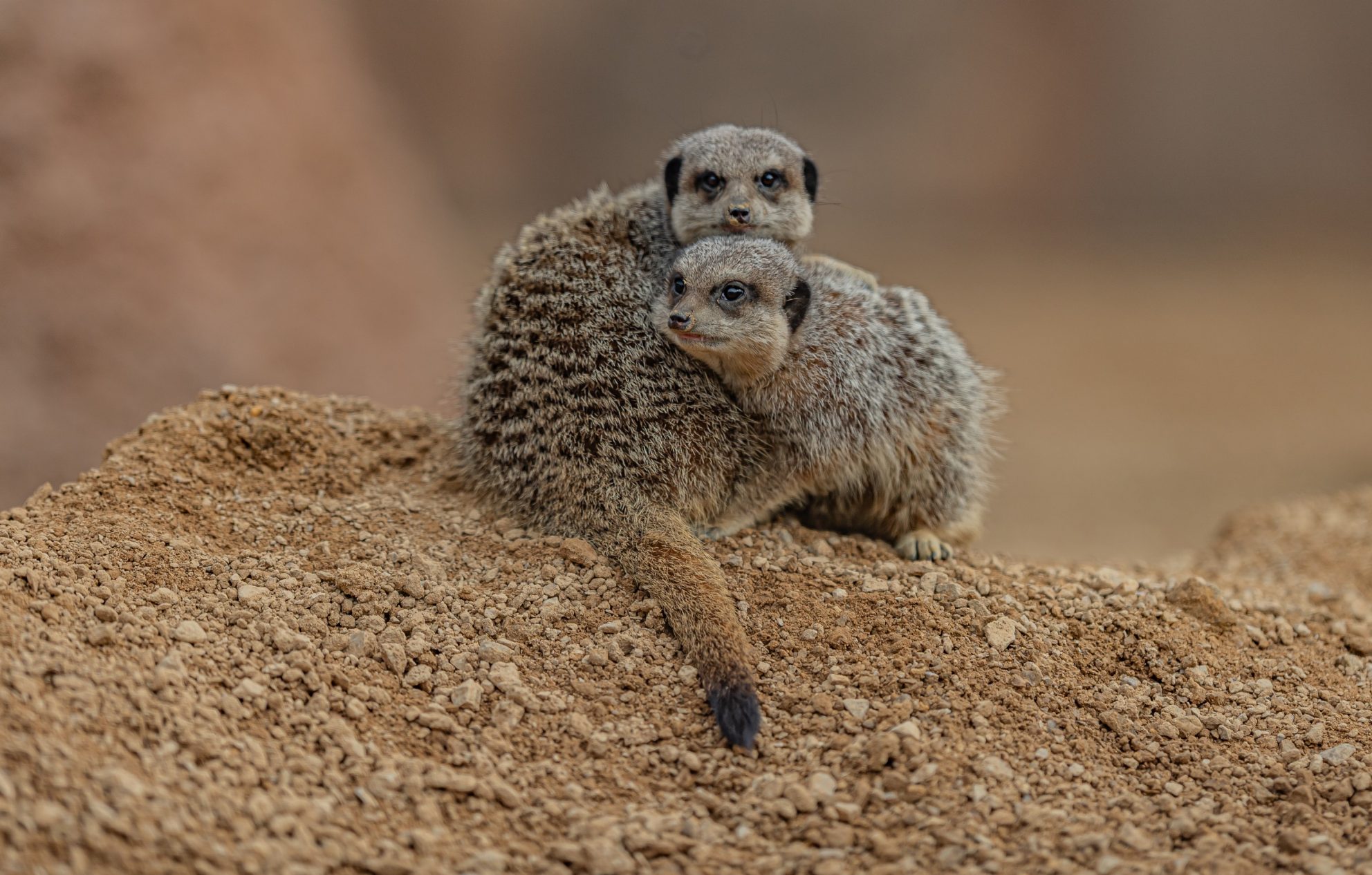 Supporting Chester Zoo’s Groundbreaking Heart of Africa | wienerberger UK