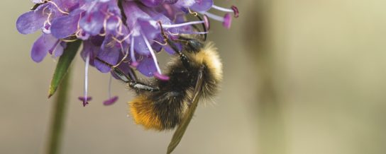 What is Biodiversity Net Gain? | Wienerberger UK