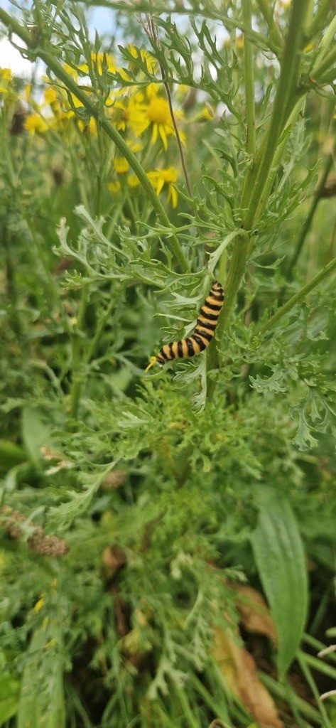 Sandtoft Wildflower Meadow | wienerberger UK