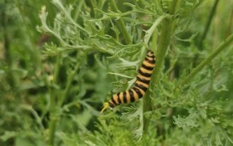 Sandtoft Wildflower Meadow | wienerberger UK