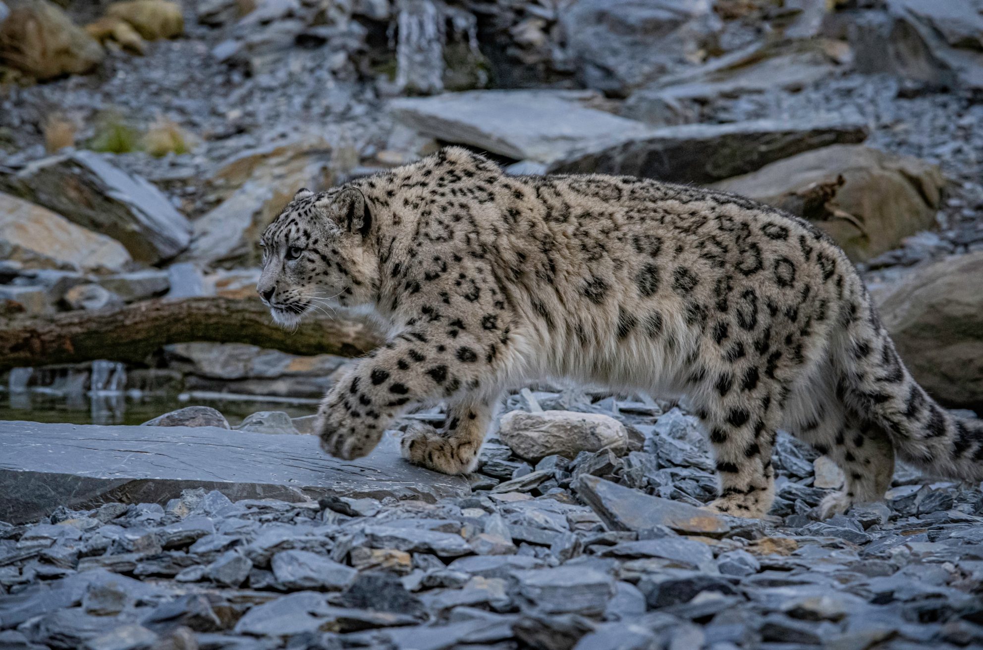 where can i see snow leopards in the uk