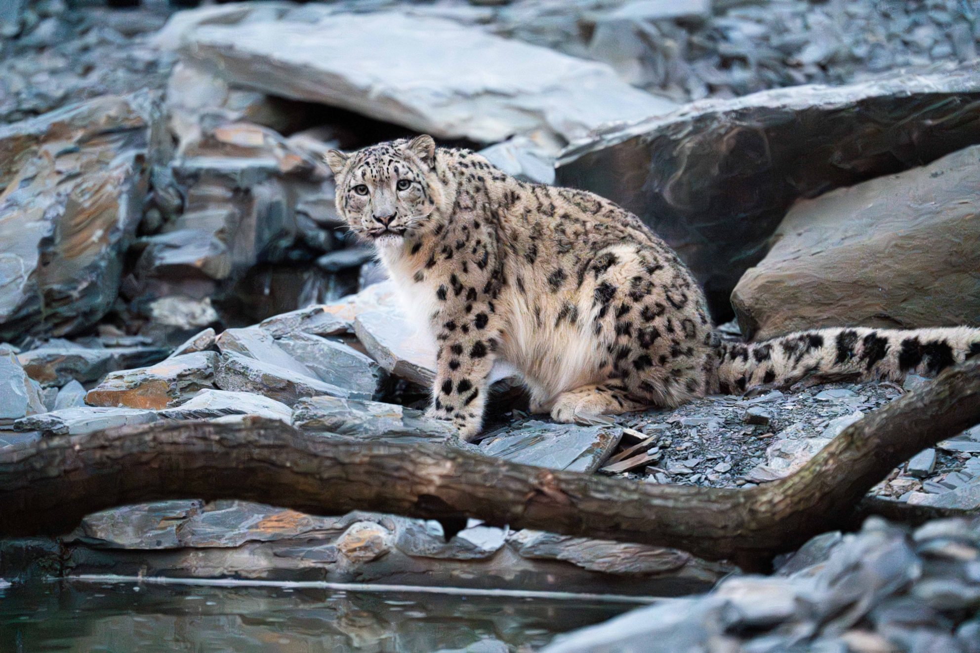 Wienerberger Help Create Habitat For Snow Leopards | Wienerberger UK