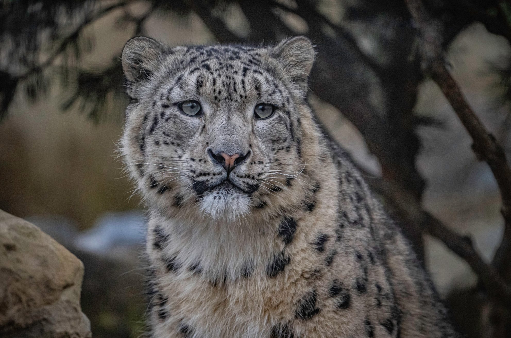Wienerberger Help Create Habitat For Snow Leopards | Wienerberger UK