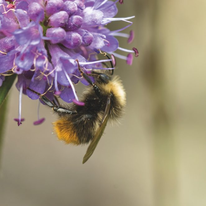 Biodiversity Promotion | wienerberger UK
