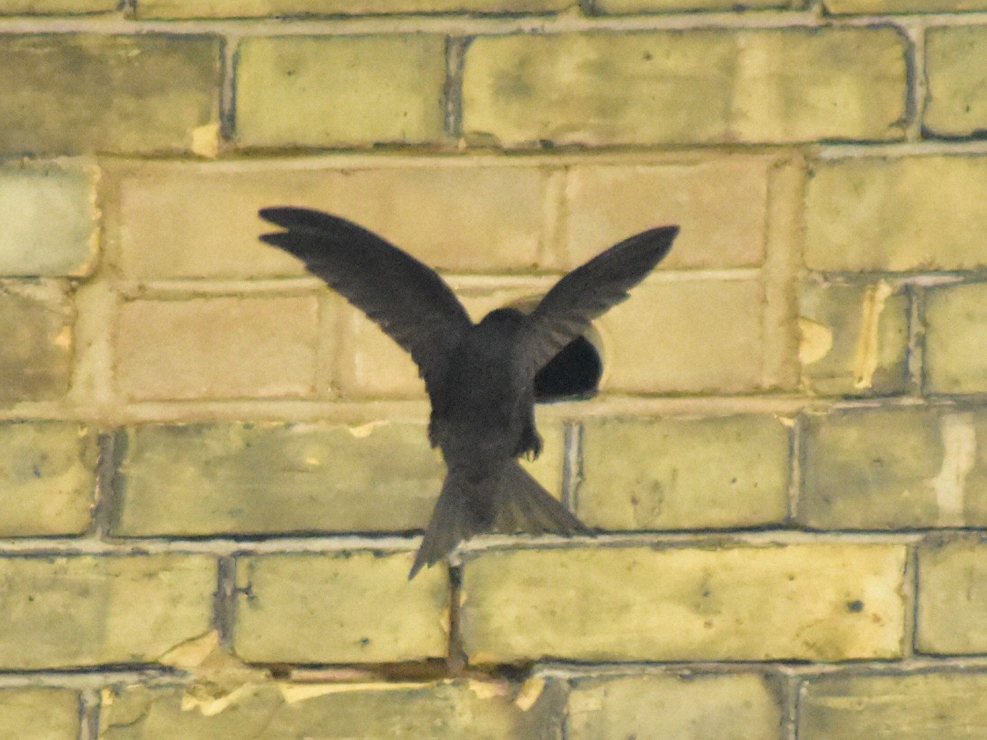 Swift Colony Habitat Case Study | Wienerberger