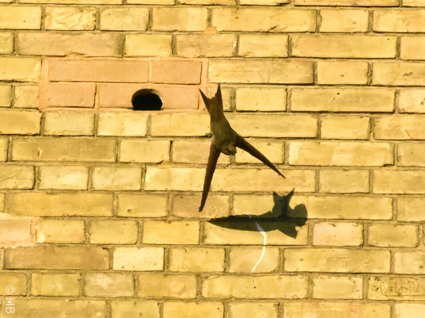 Swift Colony Habitat Case Study | Wienerberger