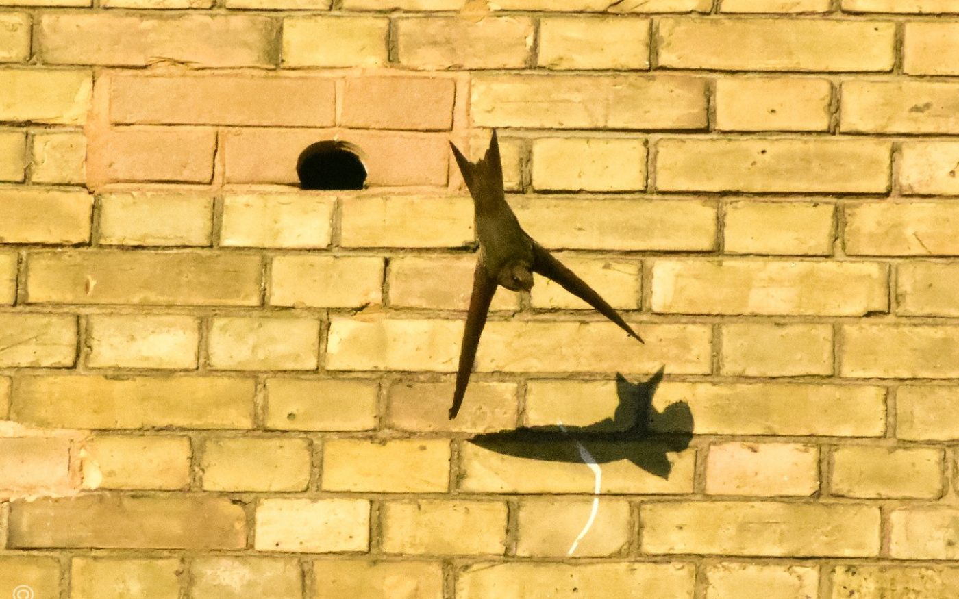 Swift Colony Habitat Case Study | Wienerberger