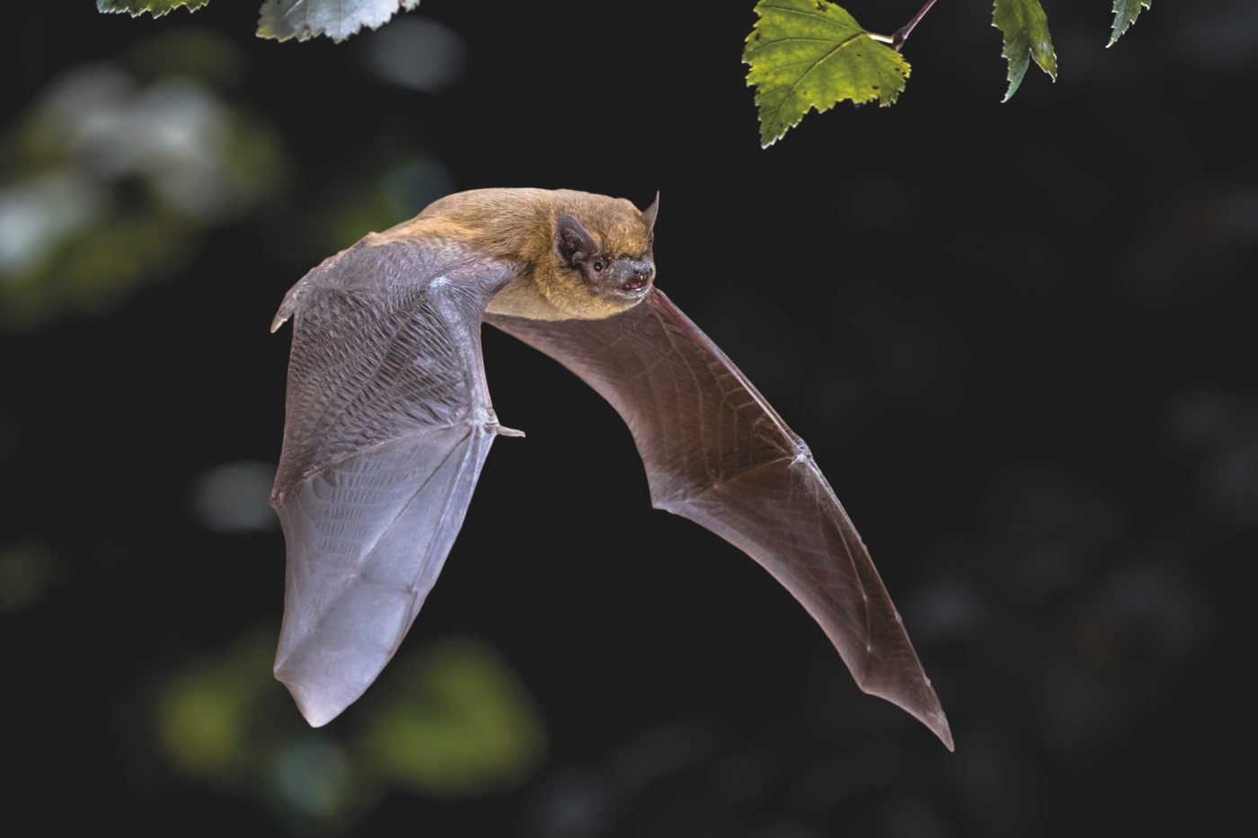 Guide to Bat & Bird Boxes | Wienerberger UK